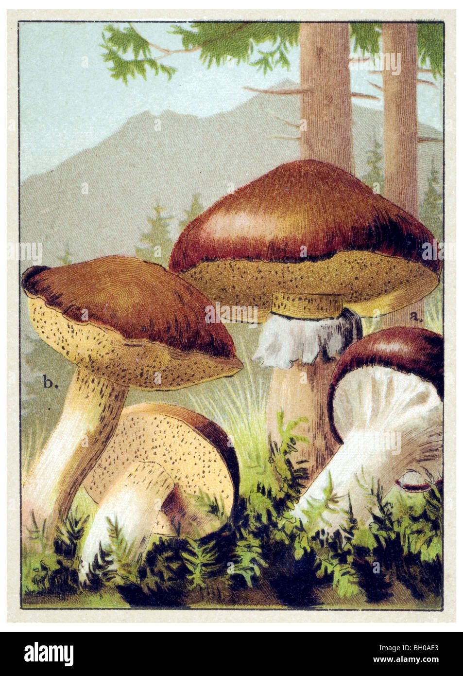 Weeping Bolete, Granulated Bolete mushroom fungus Stock Photo - Alamy