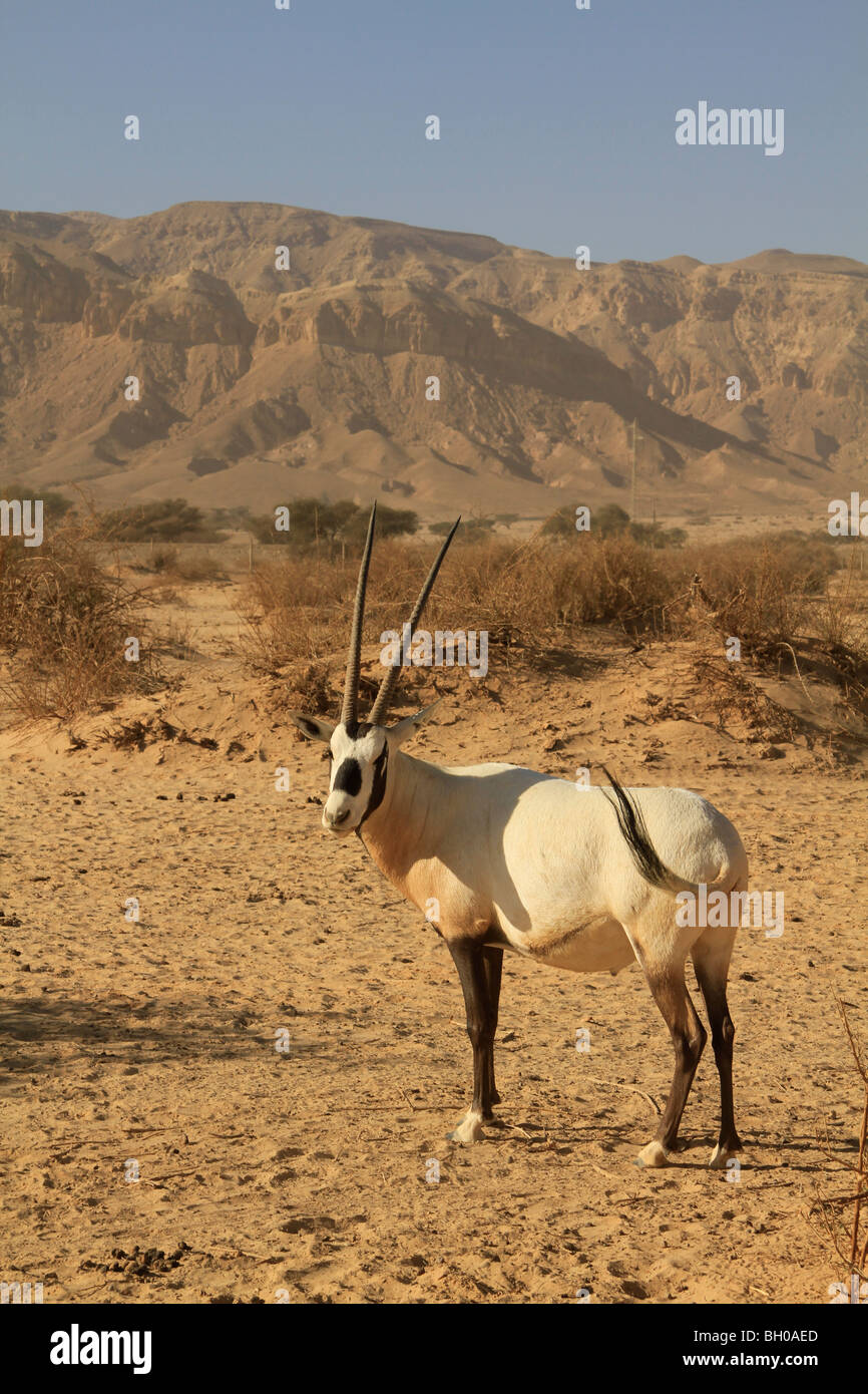 Israel, Arava, an Oryx at the Hai Bar, the National Biblical Wildlife ...