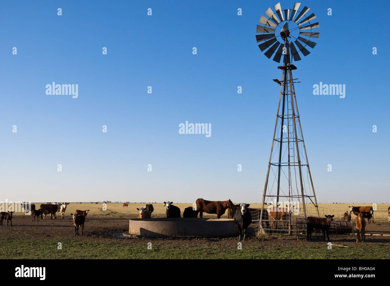 Cattle ranch texas hi-res stock photography and images - Alamy