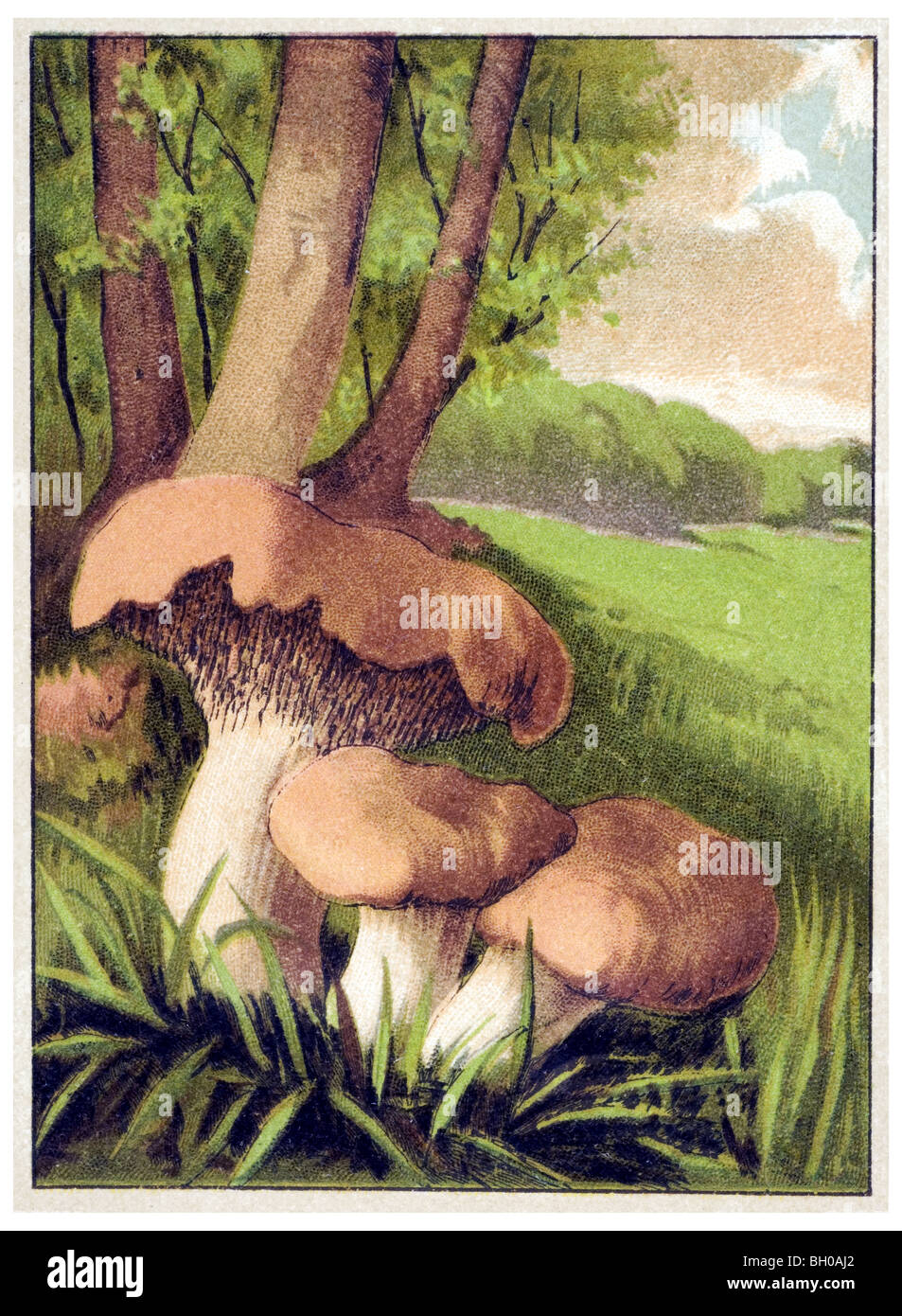 Wood Hedgehog mushroom fungus Stock Photo - Alamy