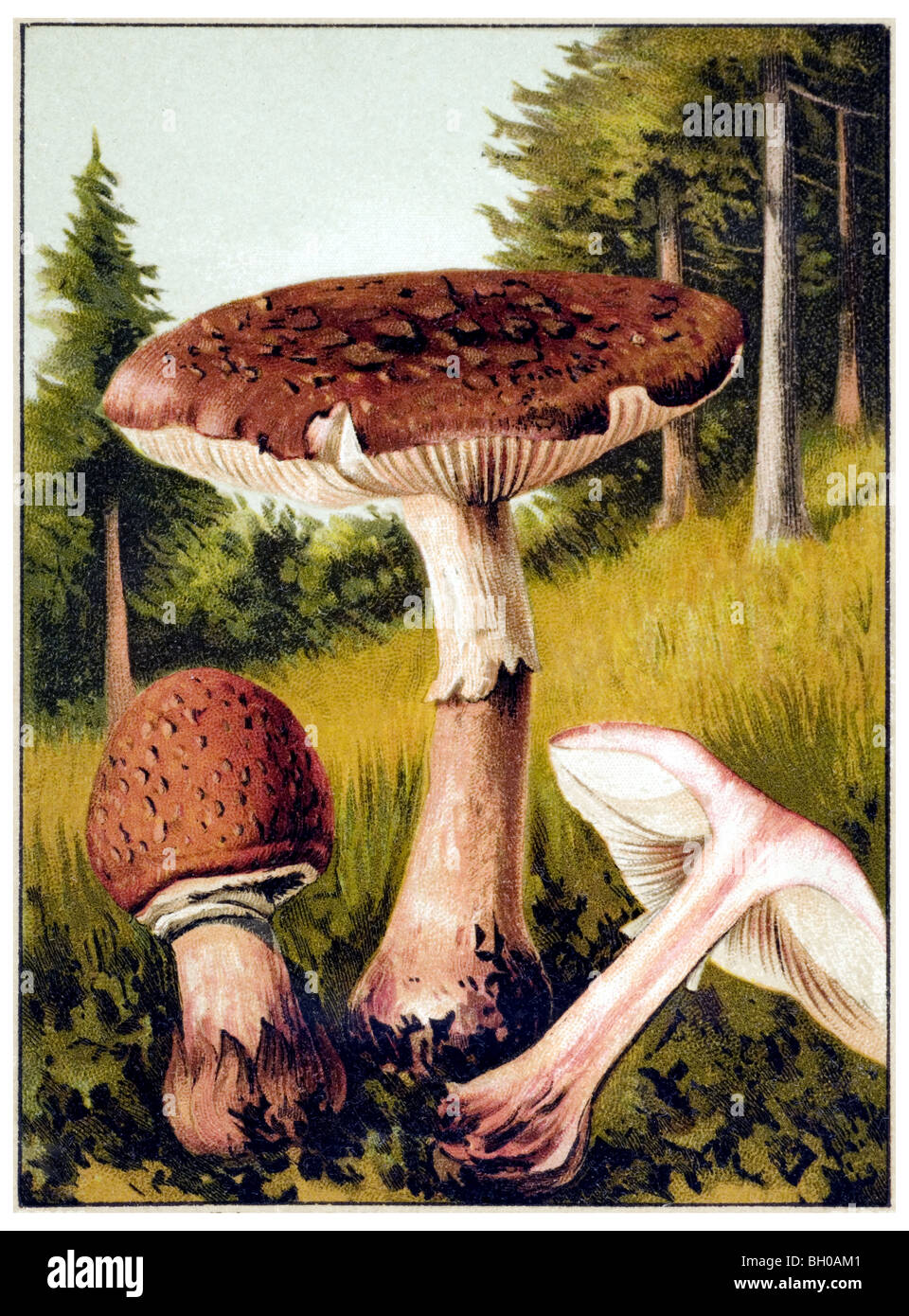 Picture of a toadstool hi-res stock photography and images - Alamy