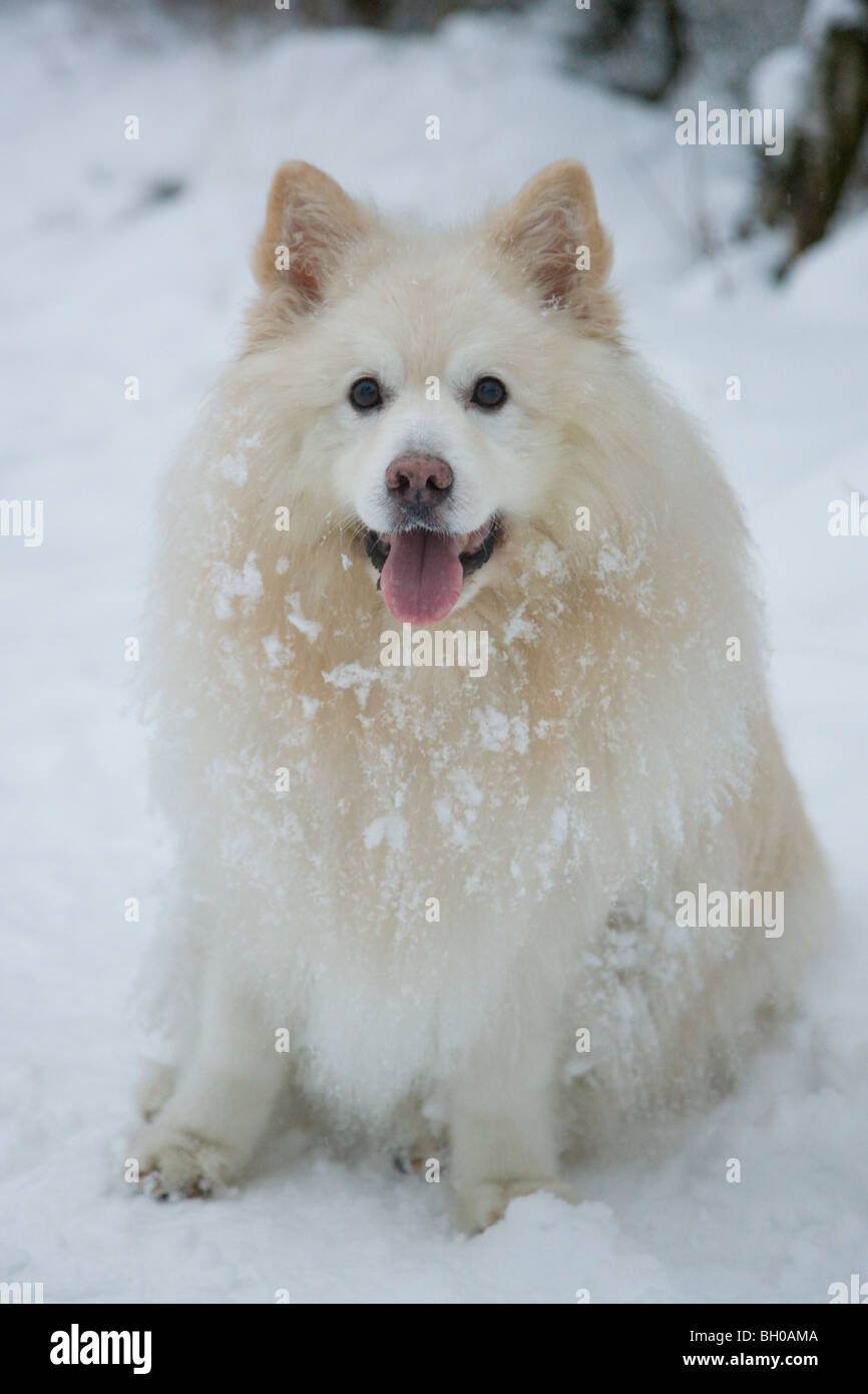 German spitz hi-res stock photography and images - Alamy