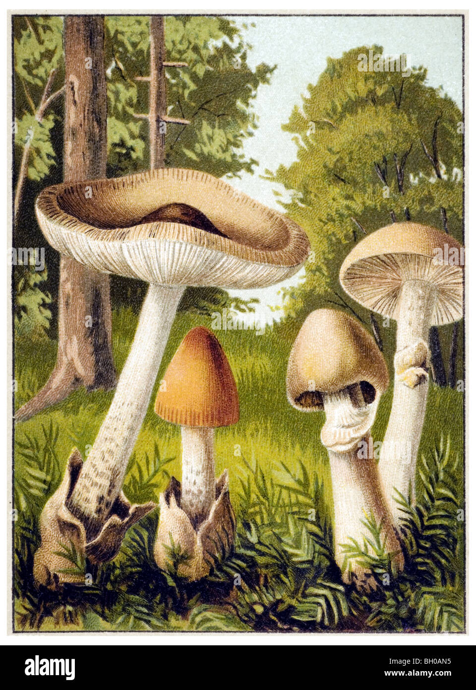 Grisette, Gypsy mushroom mushroom toadstool, fungus Stock Photo - Alamy