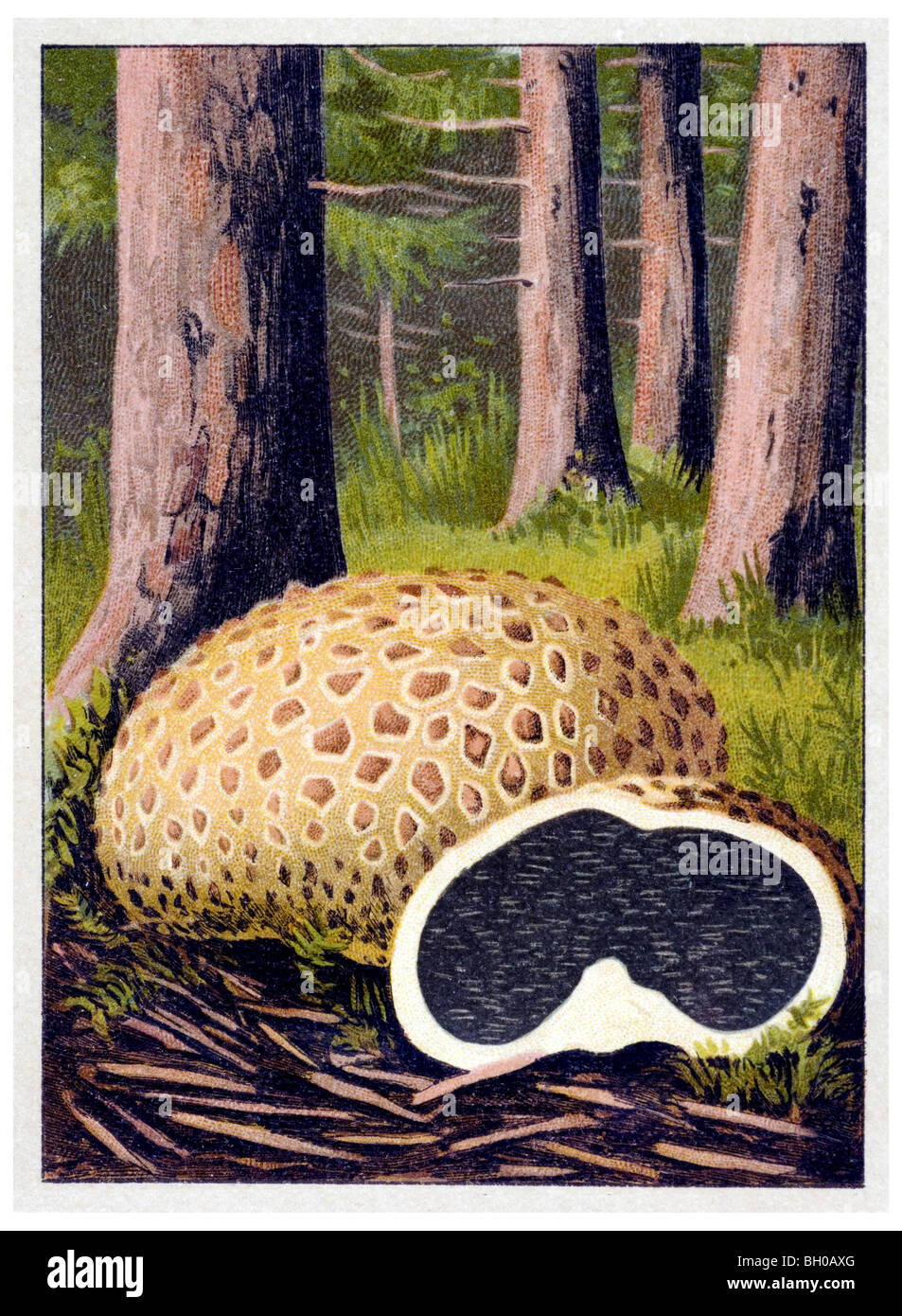 common earthball pigskin poison puffball mushroom toadstool, fungus ...
