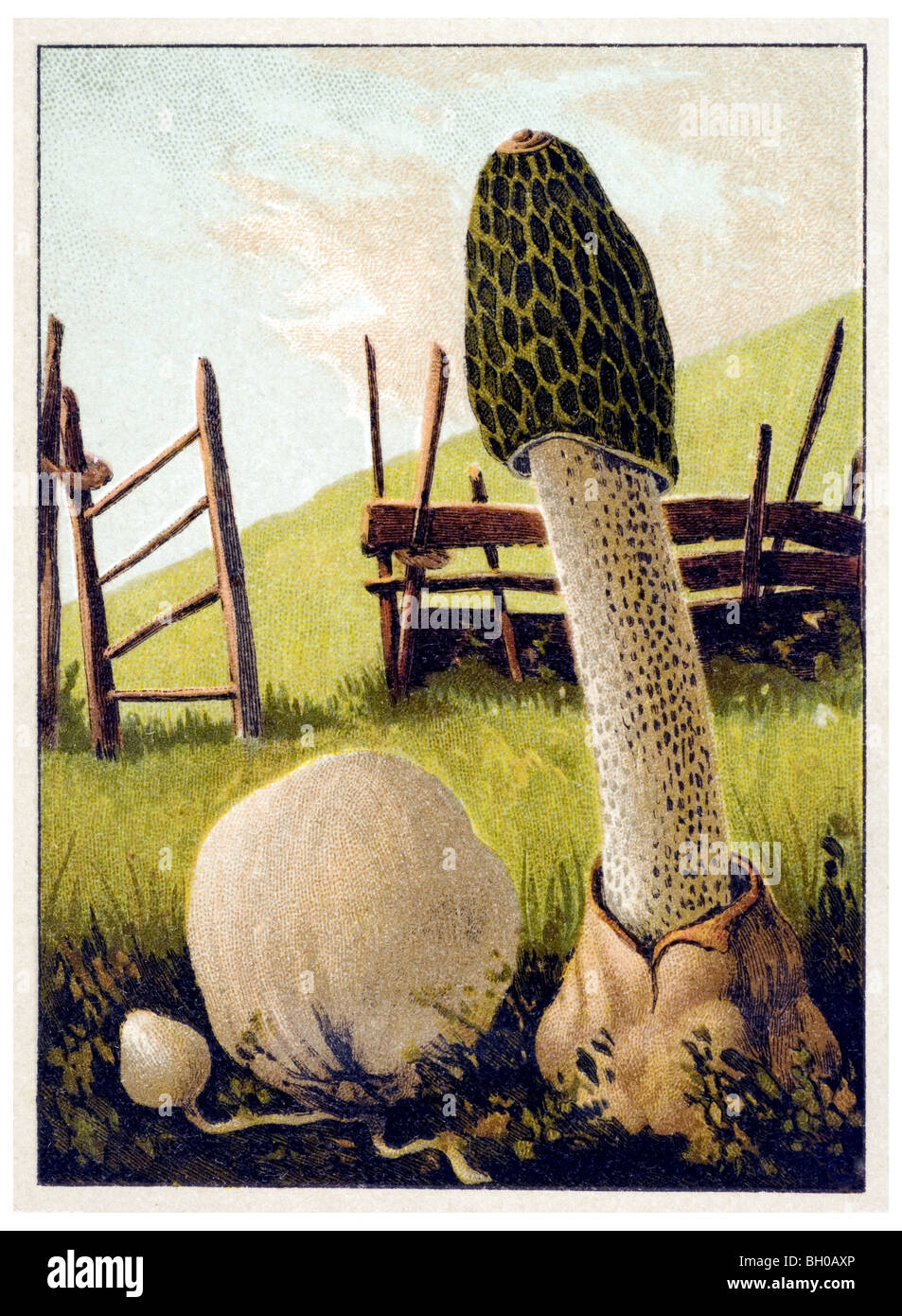 Common stinkhorn mushroom toadstool, fungus Stock Photo - Alamy