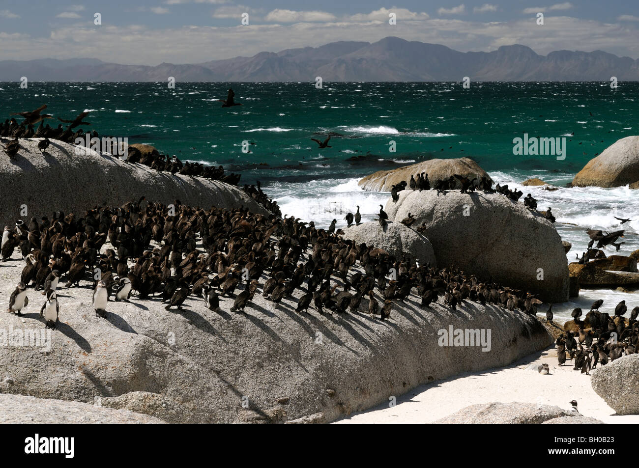 Jackass Penguins Spheniscus Demersus and cormorants Boulders beach bird ...