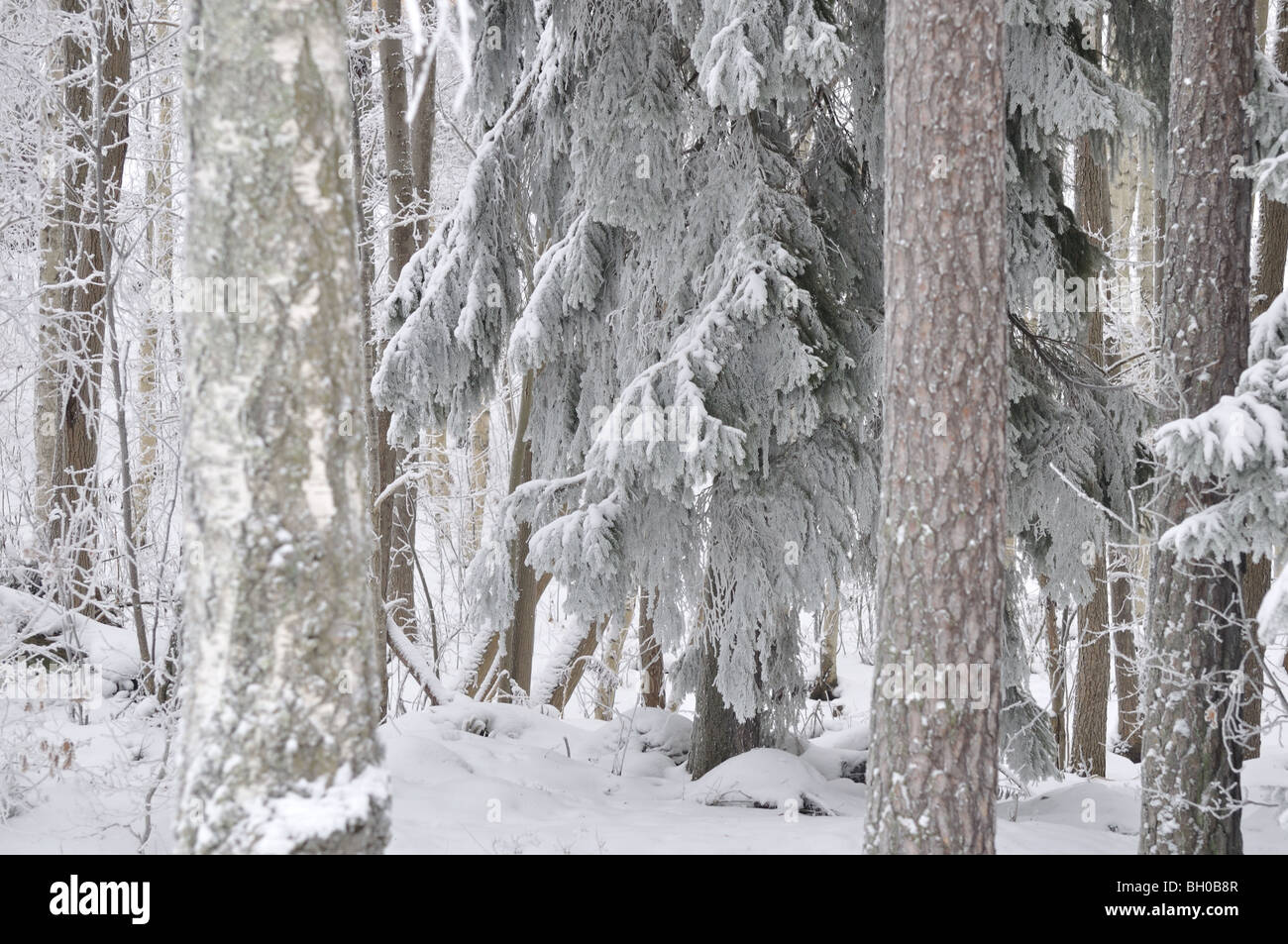 Frosty winter landscape Stock Photo - Alamy
