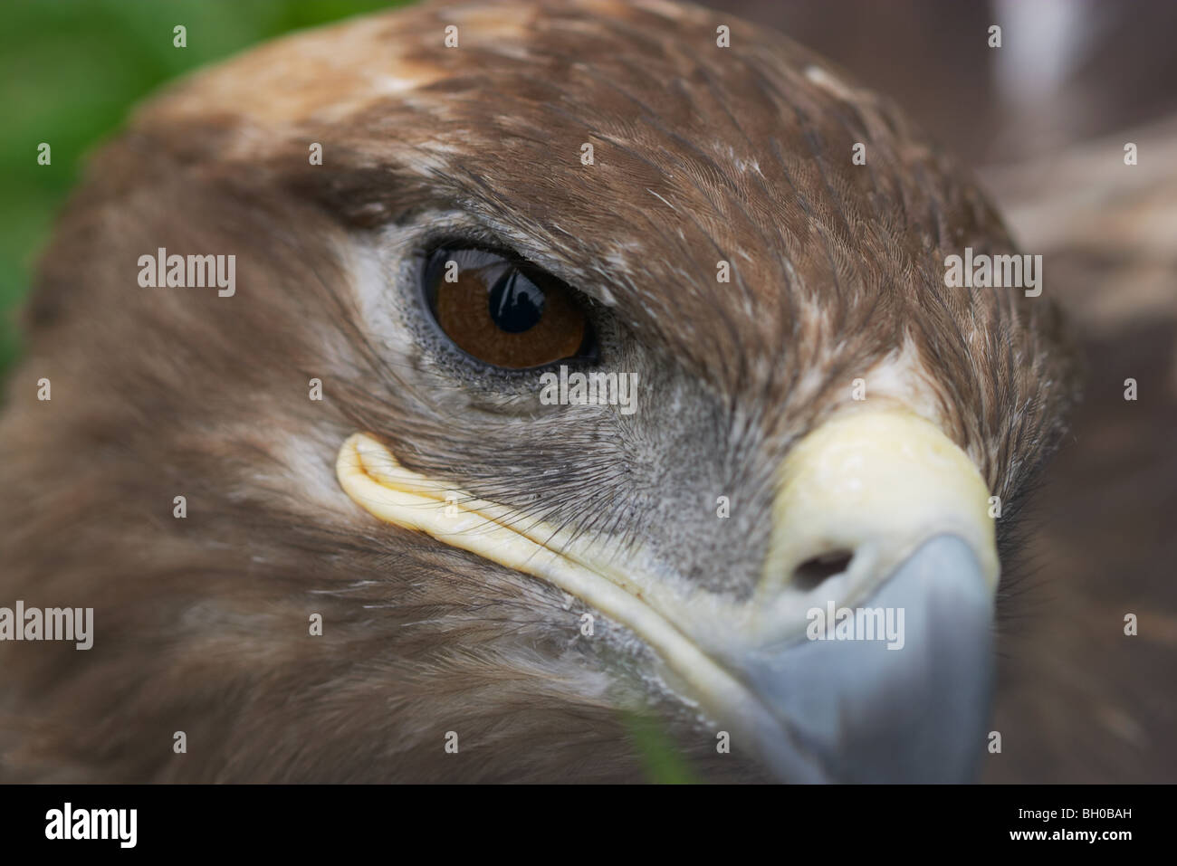 Eye of hawk hi-res stock photography and images - Alamy
