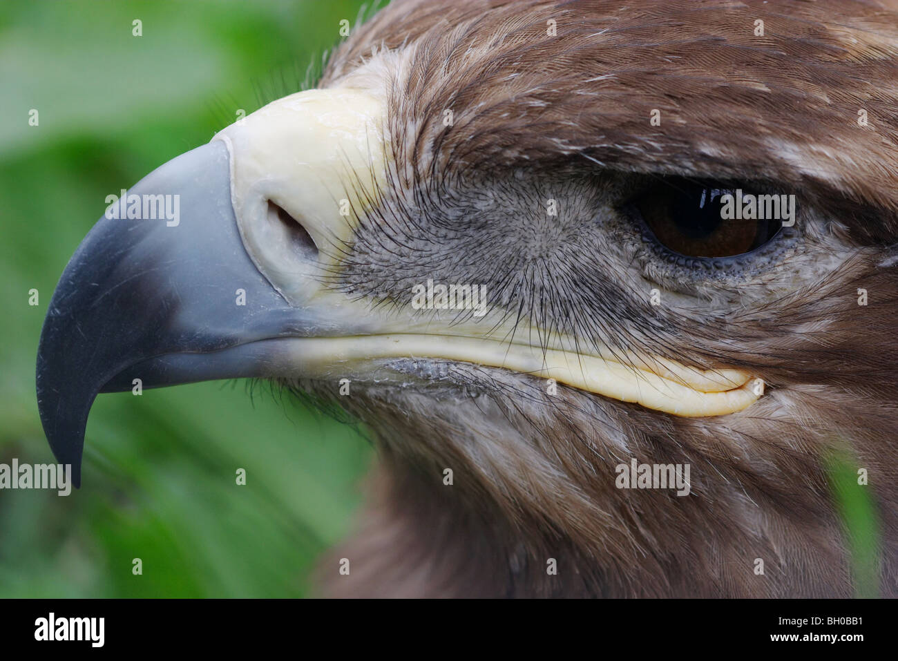Hawk face hi-res stock photography and images - Alamy
