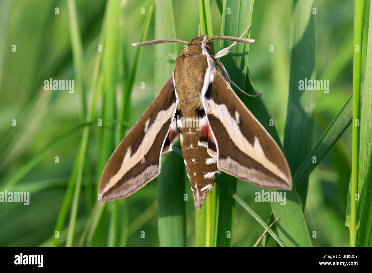 Slotted leaves hi-res stock photography and images - Alamy