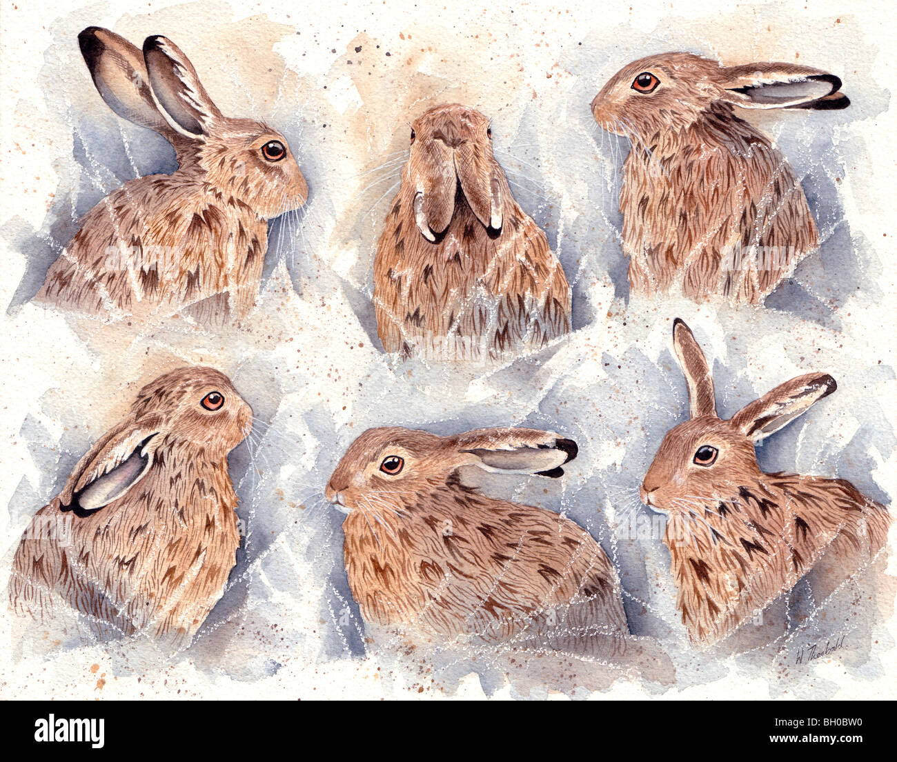 Study of leveret (Lepus europaeus Stock Photo - Alamy