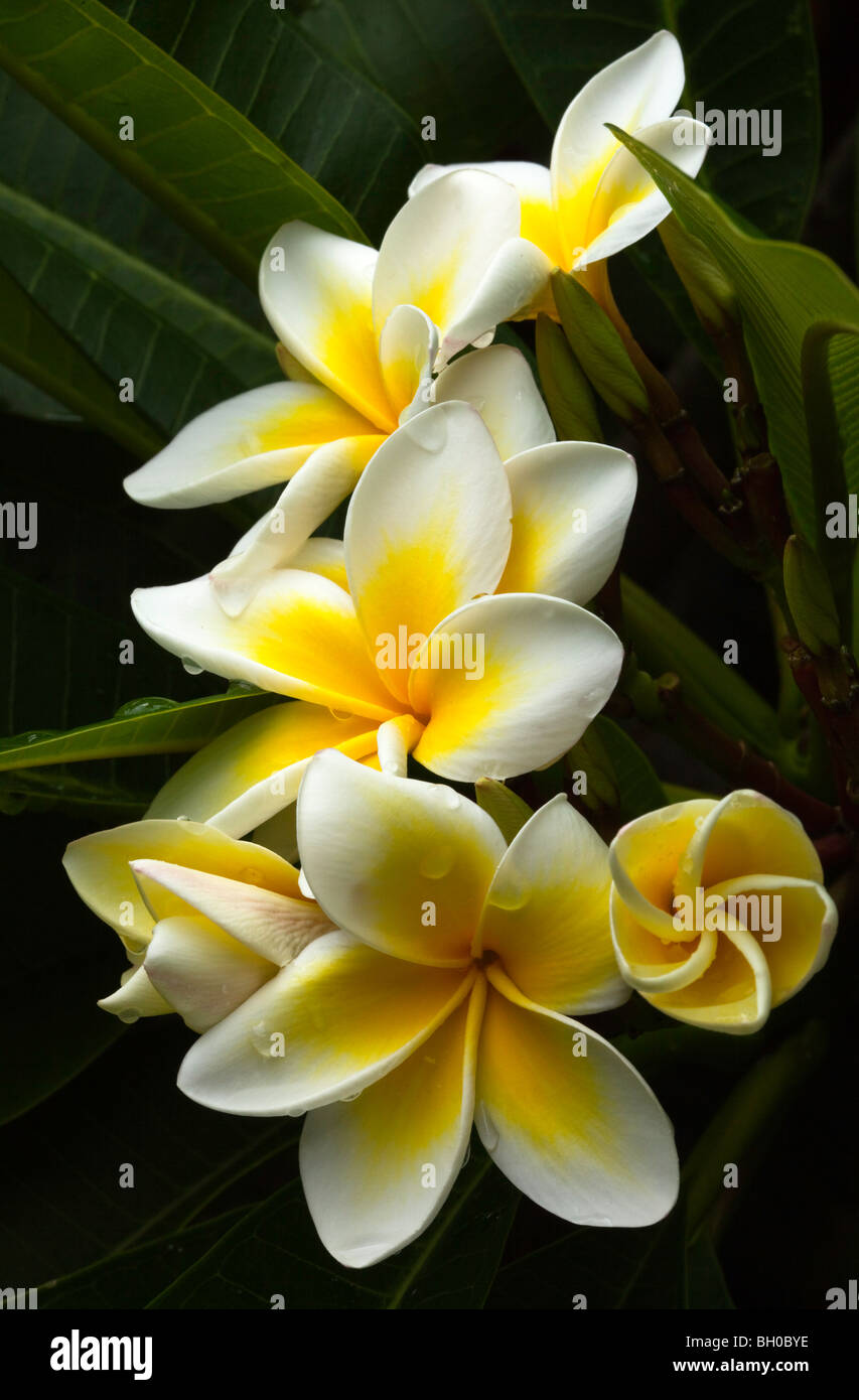 frangipani flower Stock Photo - Alamy