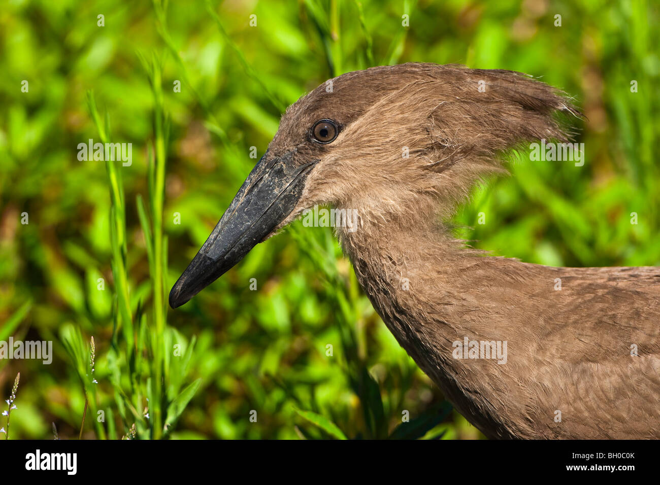 Hamerkop portrait hi-res stock photography and images - Alamy