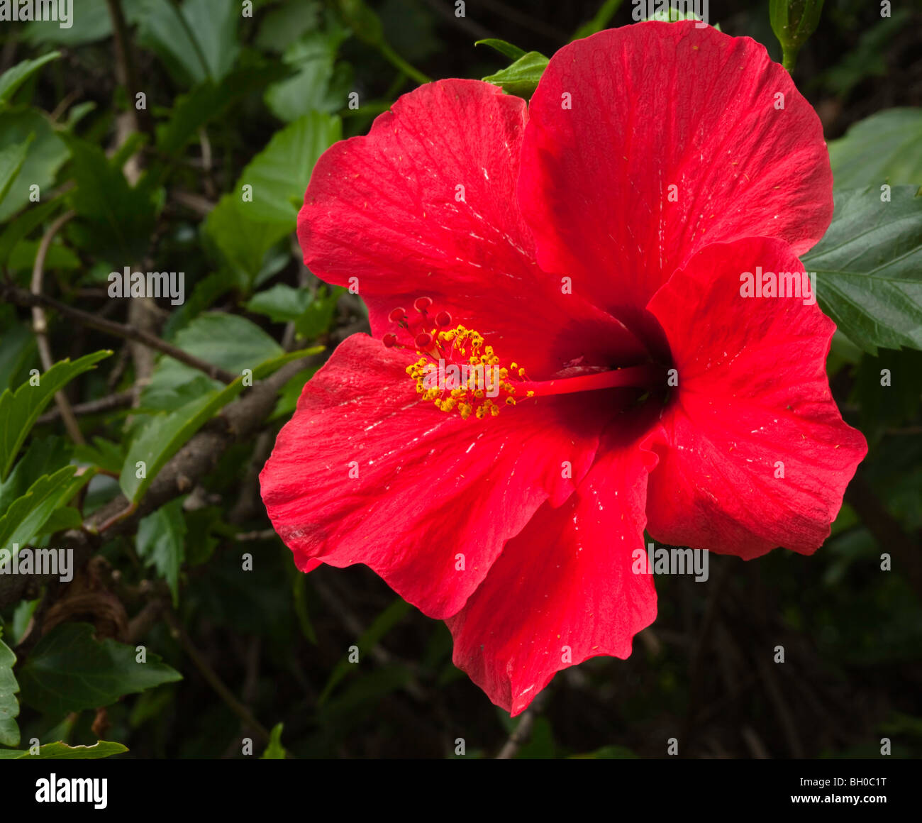 Hibiscus flower flora africa hi-res stock photography and images - Alamy