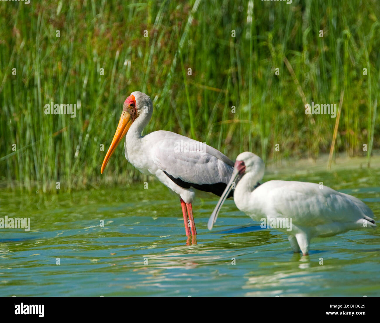 Spoonbill stork hi-res stock photography and images - Alamy