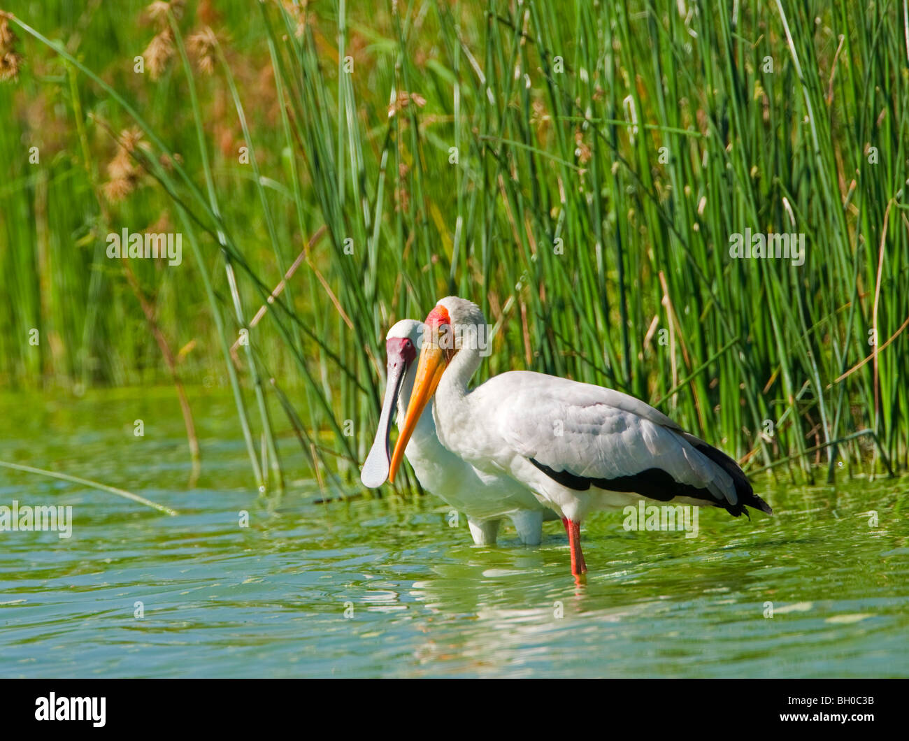 spoonbill and yellowbilled stork Stock Photo - Alamy