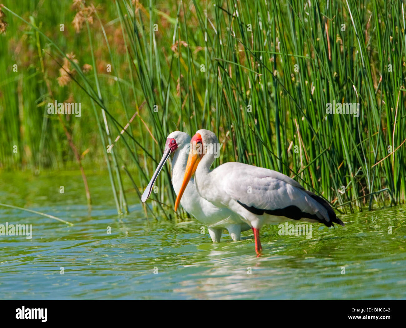 spoonbill and yellowbilled stork Stock Photo - Alamy