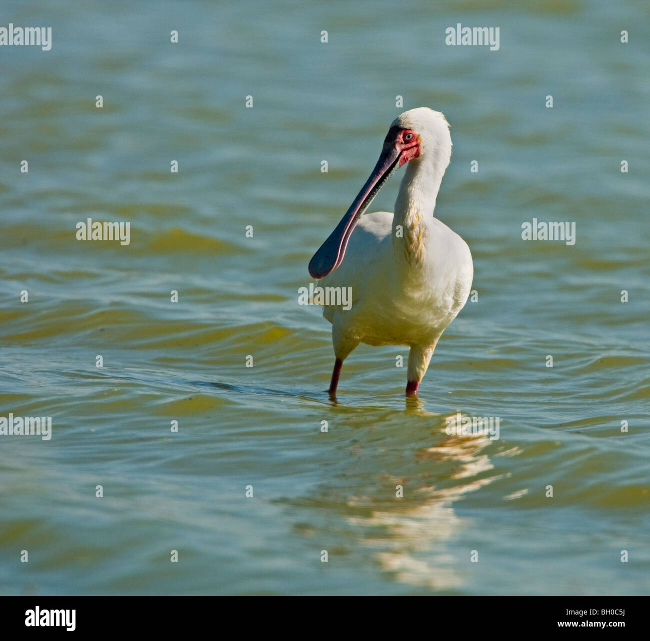 Spoonbill wildlife hi-res stock photography and images - Alamy