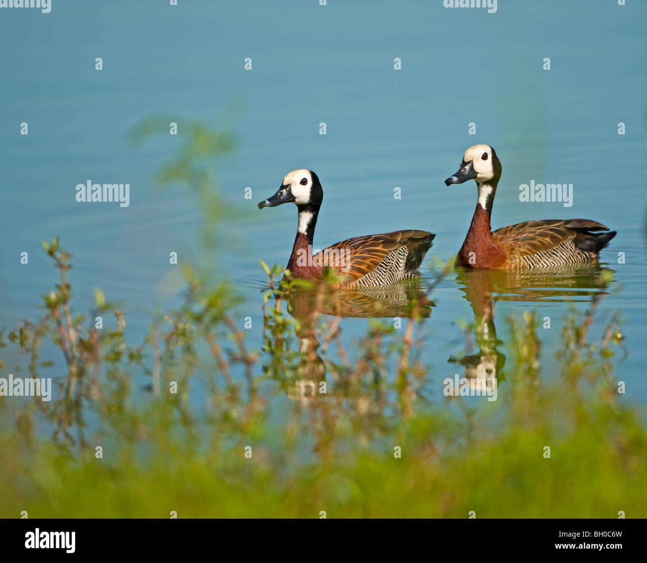 Whitefaced duck hi-res stock photography and images - Alamy