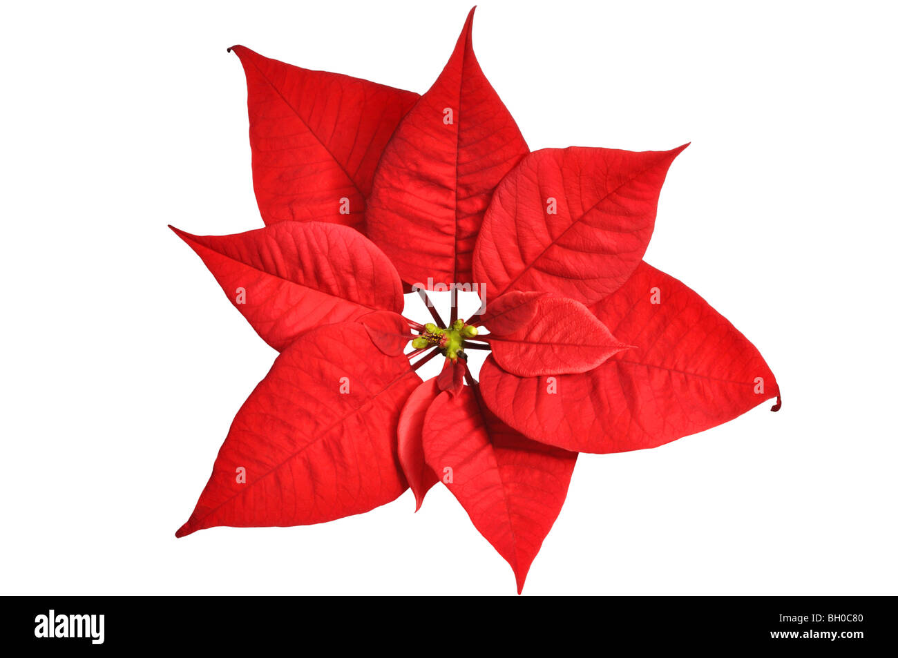 Poinsetia flower hi-res stock photography and images - Alamy