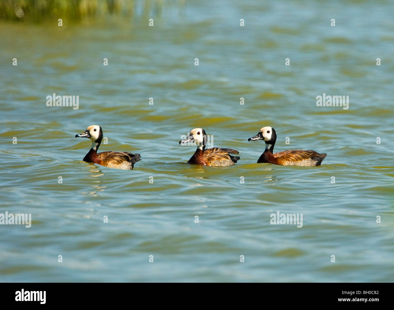Whitefaced duck hi-res stock photography and images - Alamy
