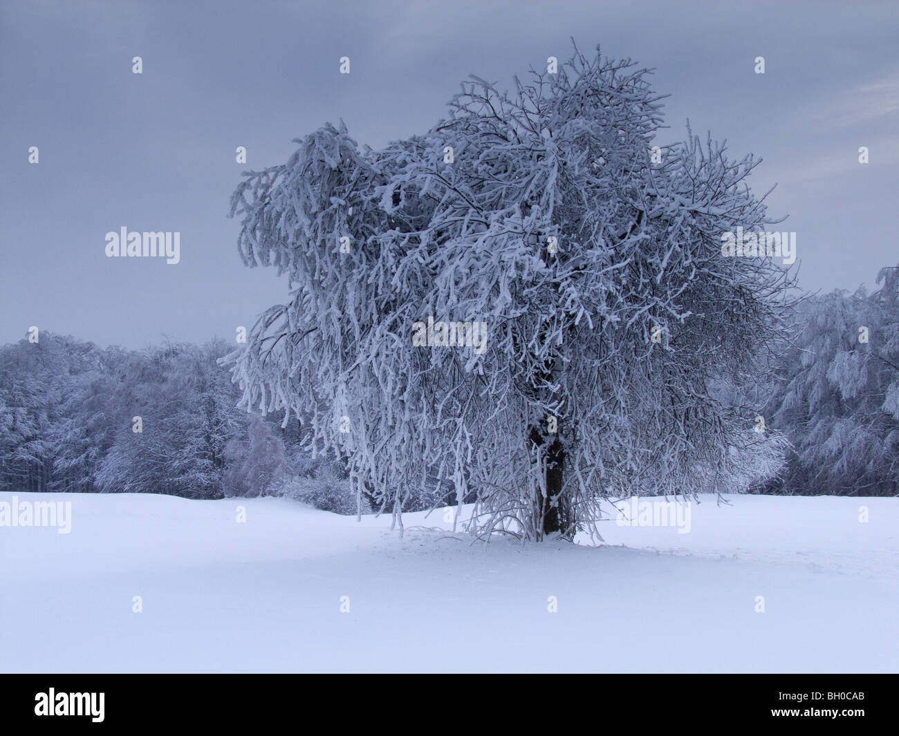 Extreme weather -winter - hoarfrost and glazed frost Stock Photo - Alamy