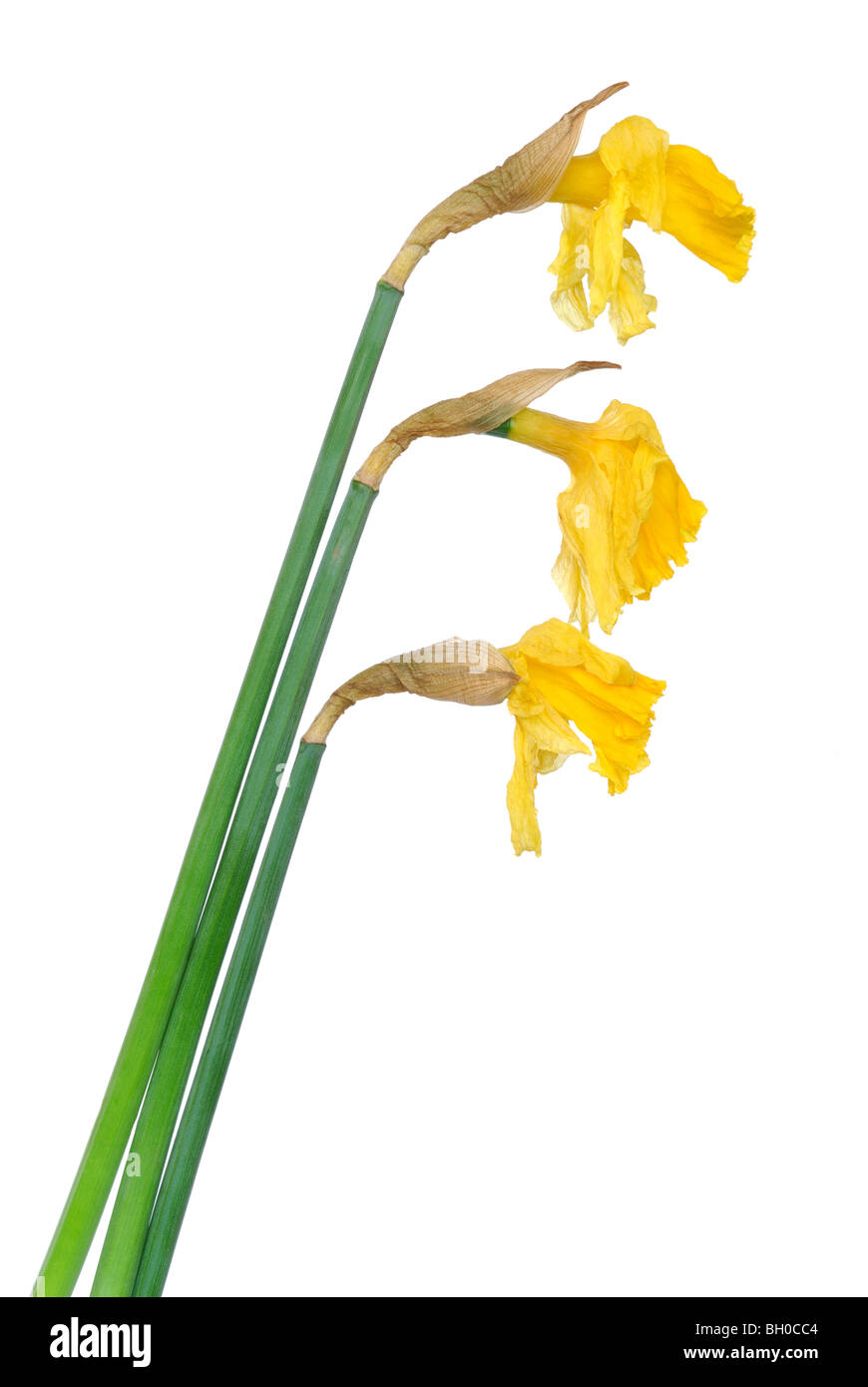 Dying flowers hi-res stock photography and images - Alamy