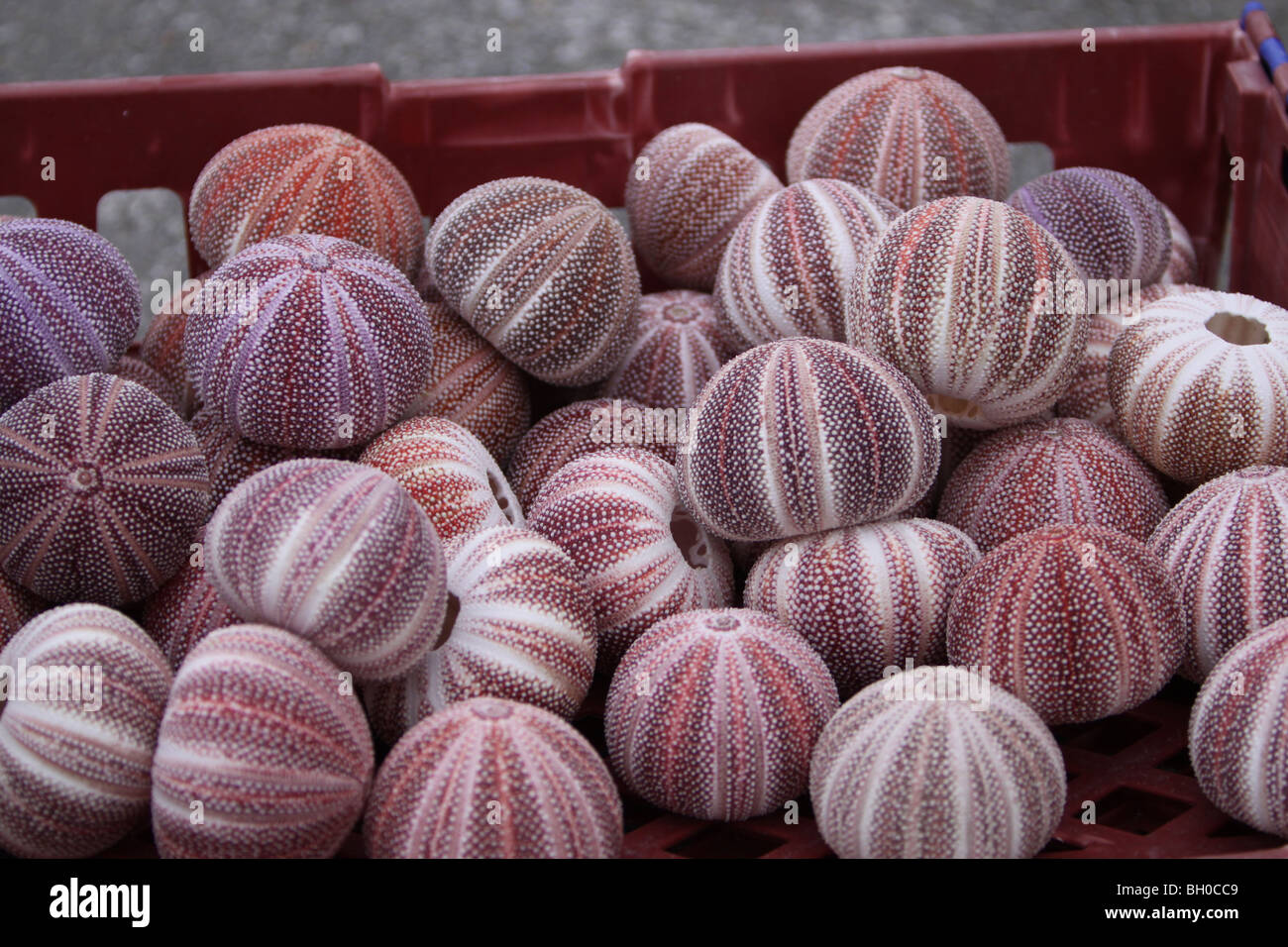 Sea urchin shells Stock Photo - Alamy Sea urchin shells Stock Photo - Alamy
