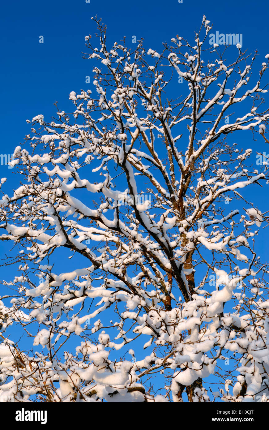 English oak tree quercus robus, hi-res stock photography and images - Alamy