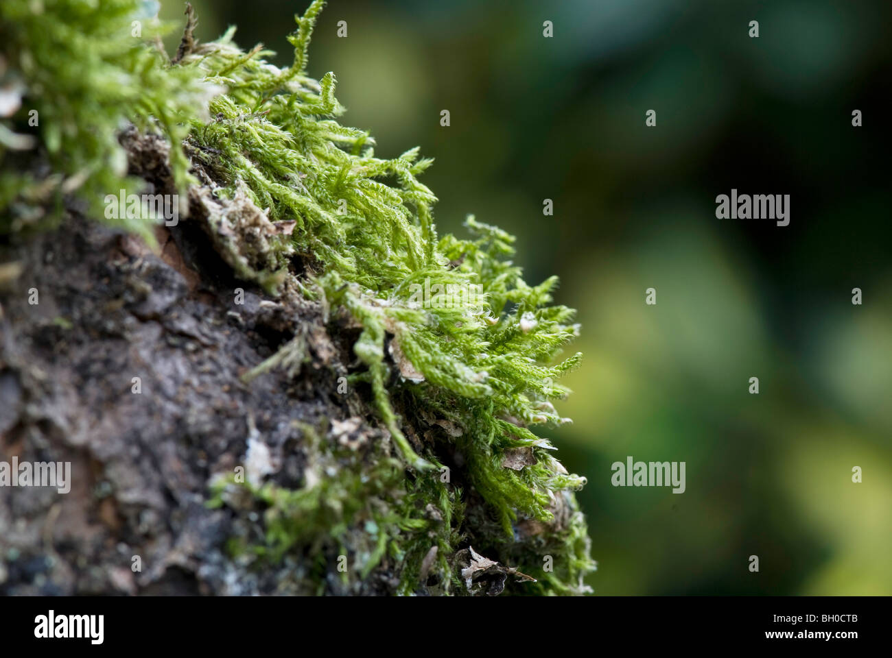 Old woodland indicator hi-res stock photography and images - Alamy