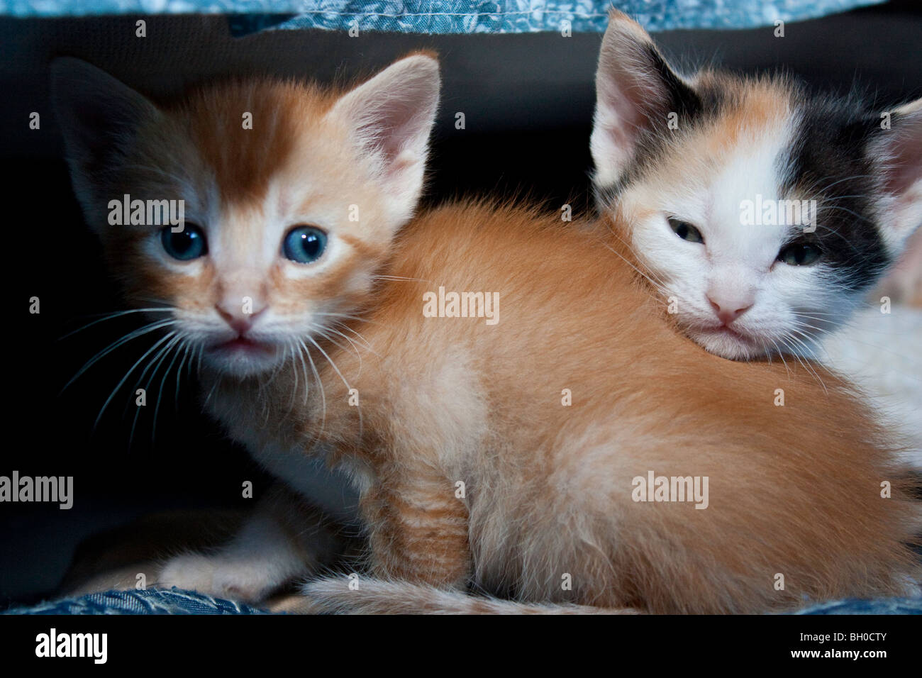 Two kittens snuggling Stock Photo - Alamy
