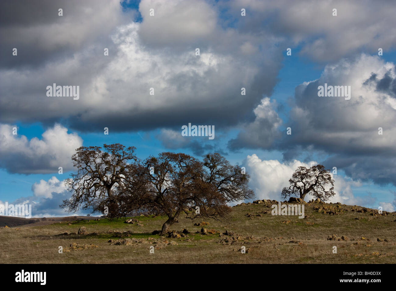 California golden hills hillside summer hi-res stock photography and ...