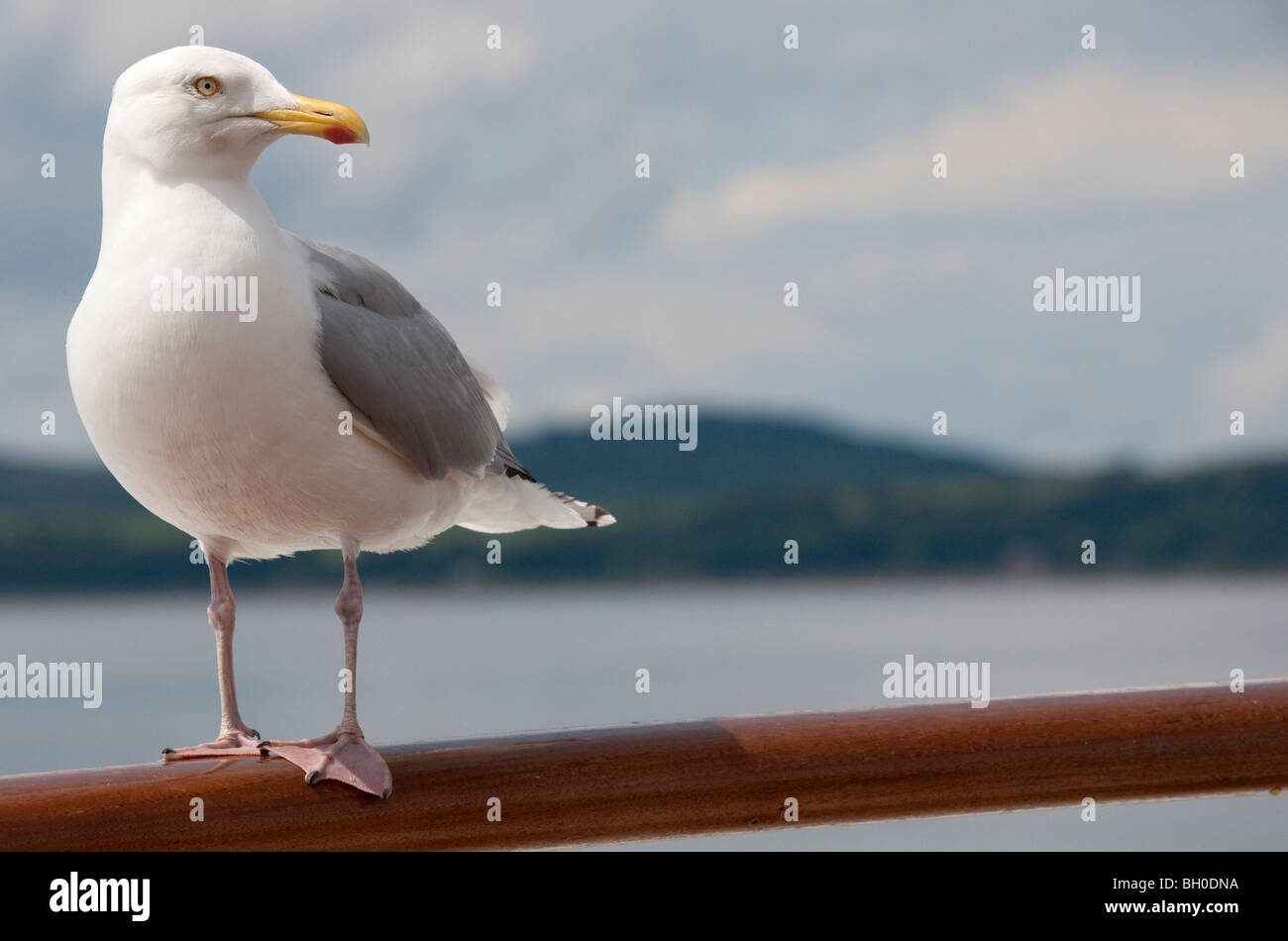 A seagull on a rail Stock Photo - Alamy