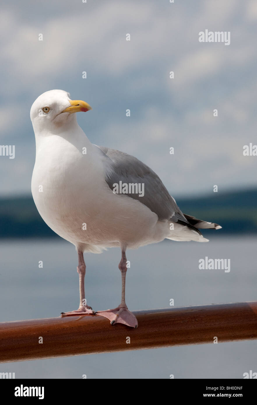 A seagull on a rail Stock Photo - Alamy
