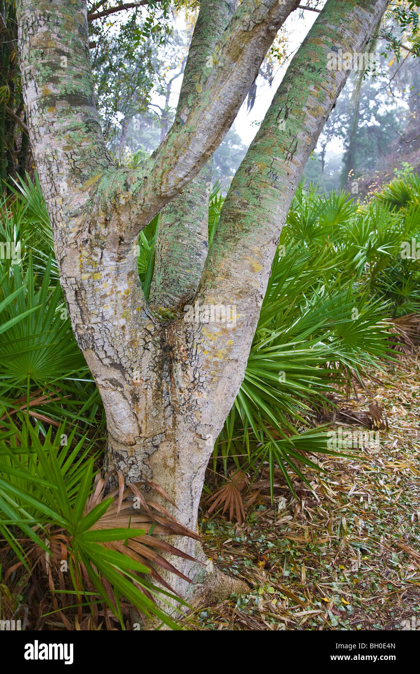 Cedar tree point hi-res stock photography and images - Alamy