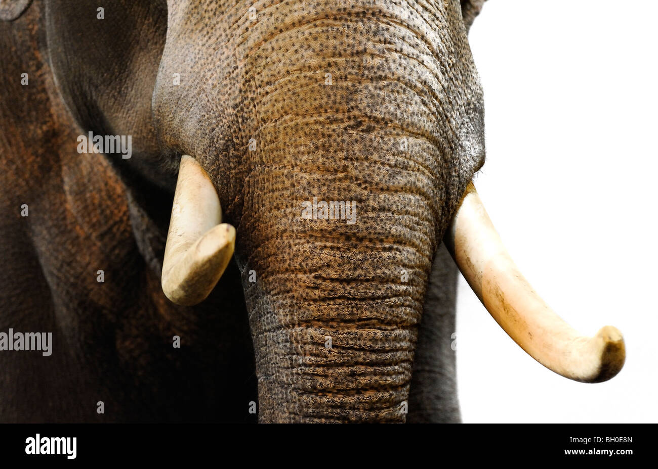 Africa elephant cut out hi-res stock photography and images - Alamy