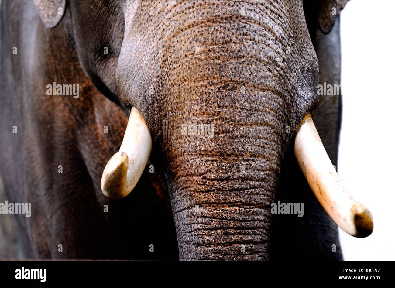 elephant loxodonta isolated Stock Photo - Alamy