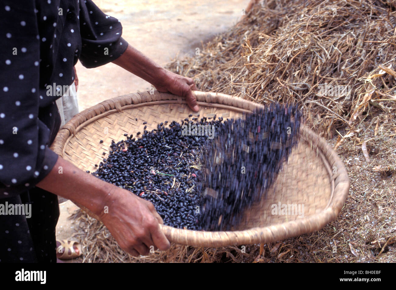 HAITI.CLEANING BEAN BEFORE COOKING. GONAIVES Stock Photo - Alamy