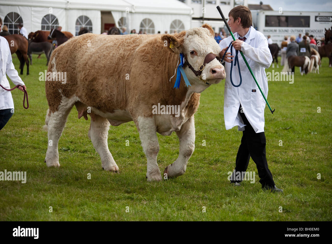 Prize Cow Stock Photos & Prize Cow Stock Images - Alamy
