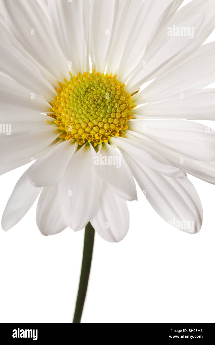 daisy isolated on a pure white background Stock Photo - Alamy