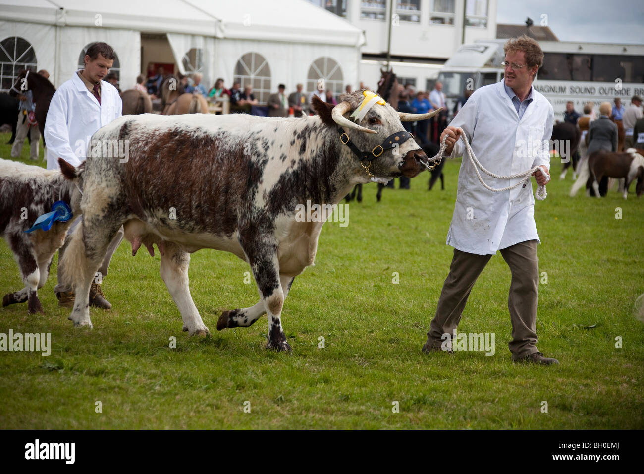 Prize Cow Stock Photos & Prize Cow Stock Images - Alamy