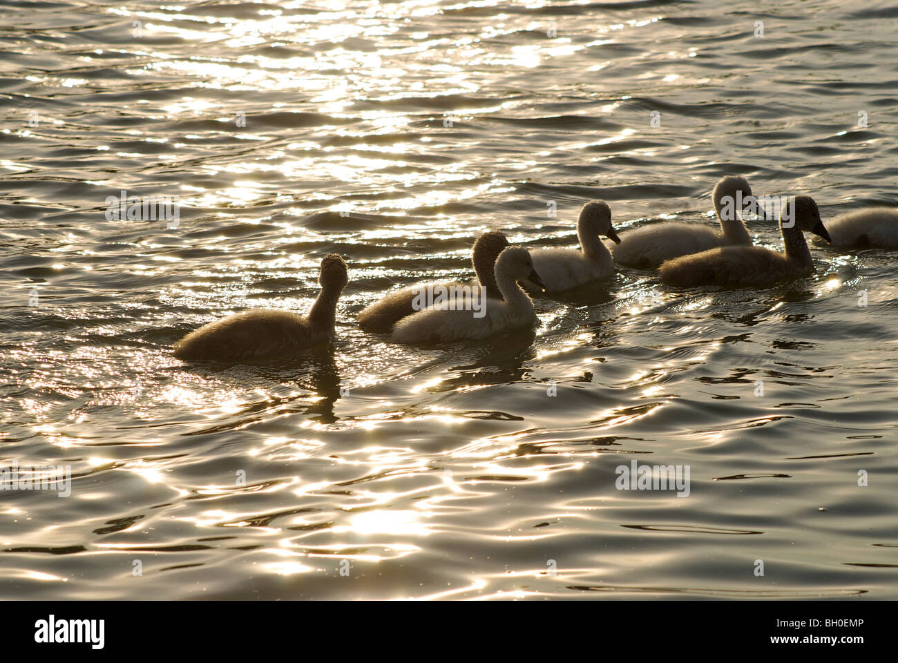 young swans following parents at sunrise Stock Photo - Alamy