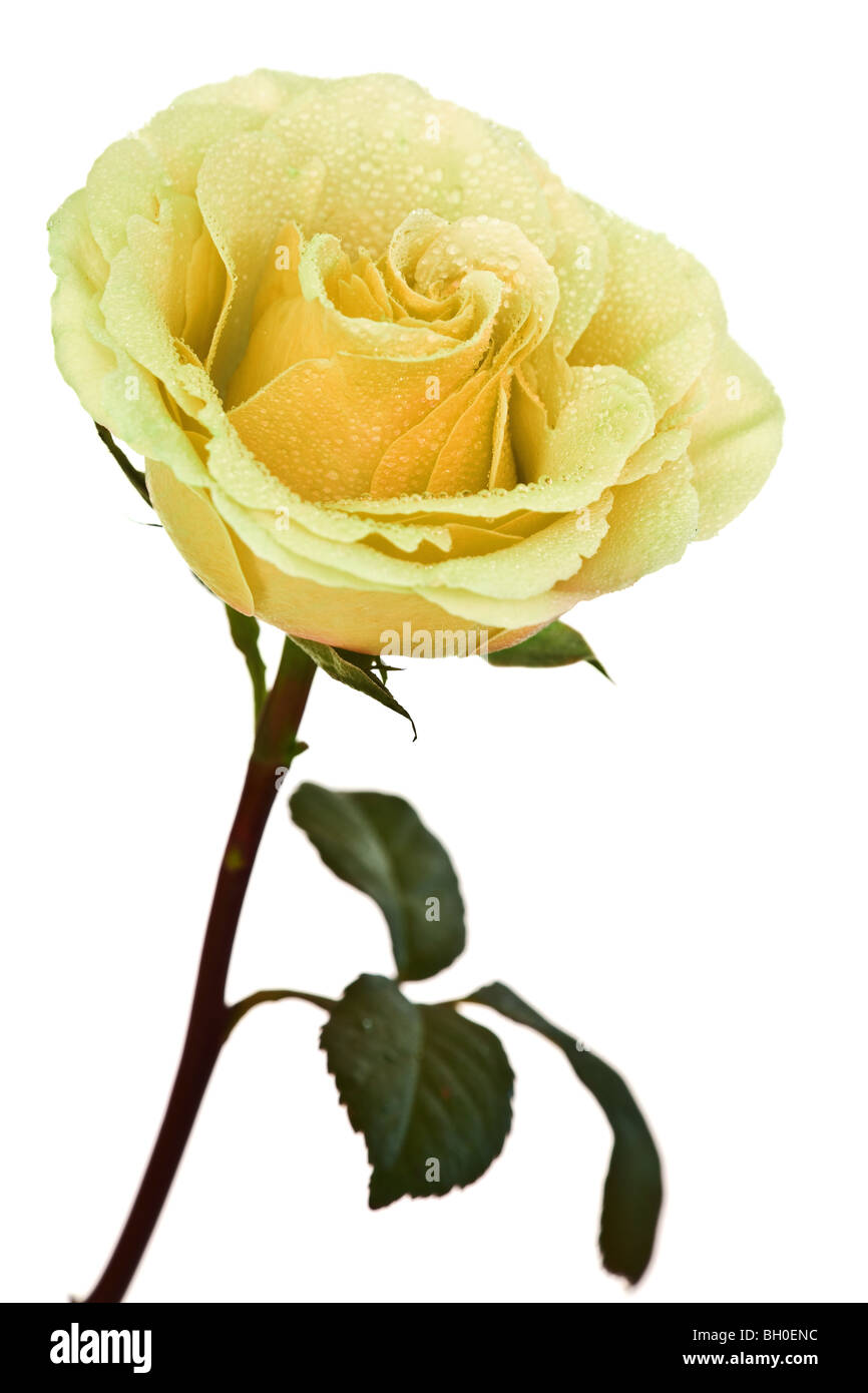 yellow rose isolated on a white background Stock Photo - Alamy