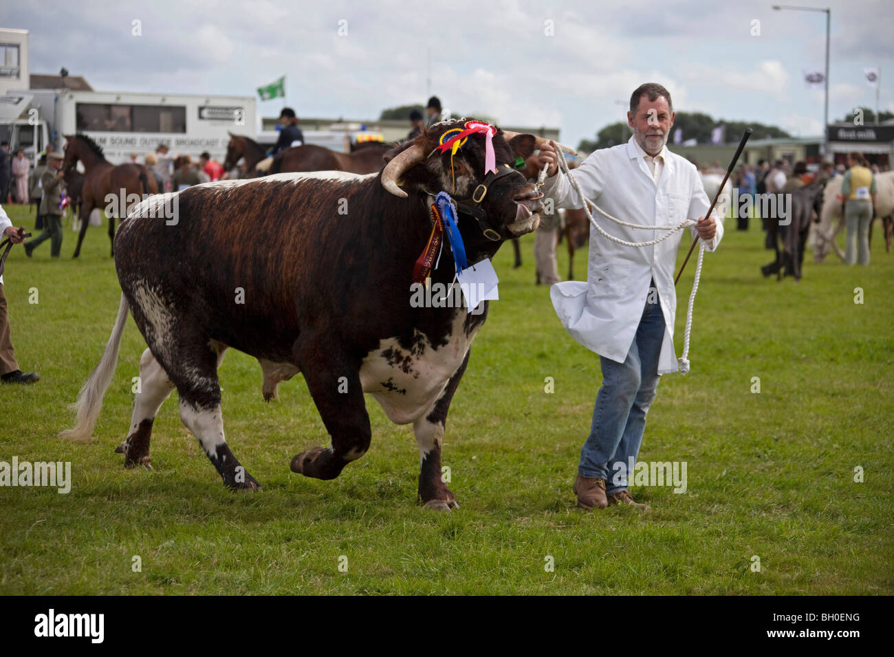 Bull Cattle being shown displayed at agricultural county show ...