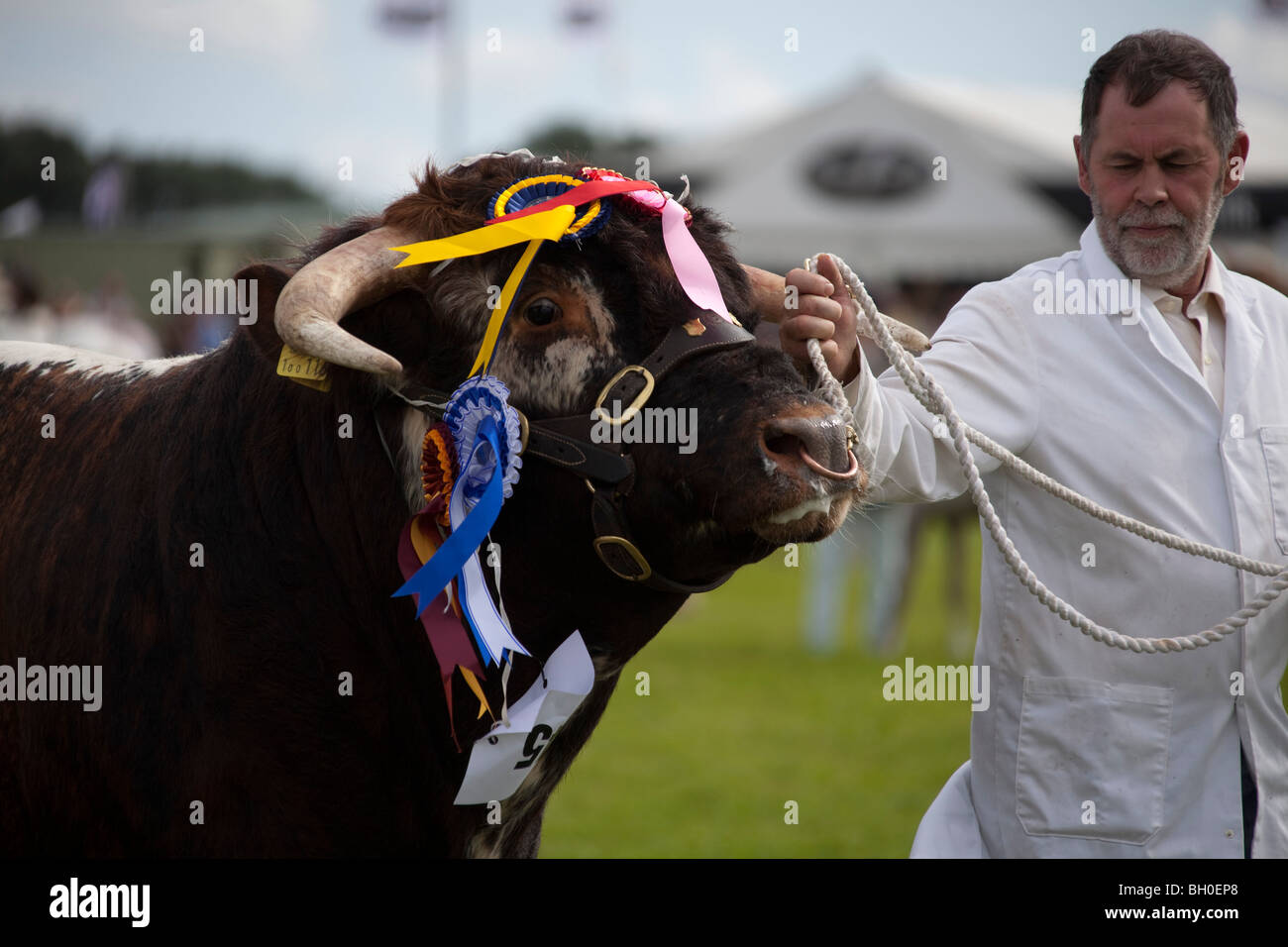 Bull Cattle being shown displayed at agricultural county show ...