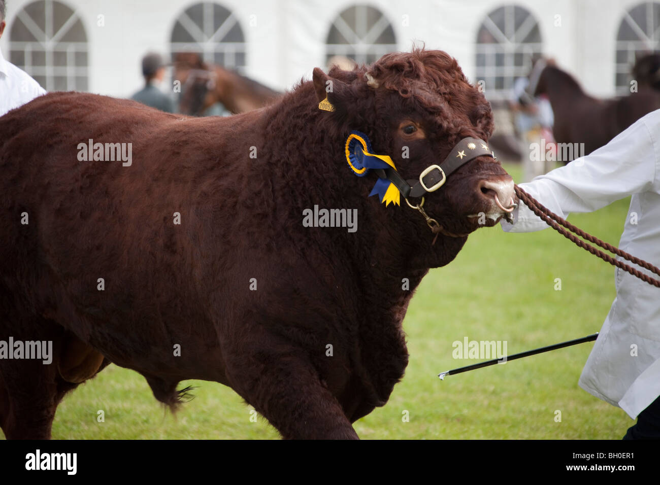 Cattle uk show rosette hi-res stock photography and images - Alamy