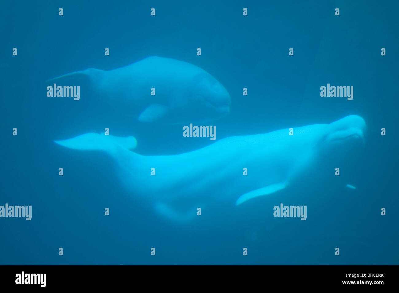 Beluga Whales High Resolution Stock Photography and Images - Alamy