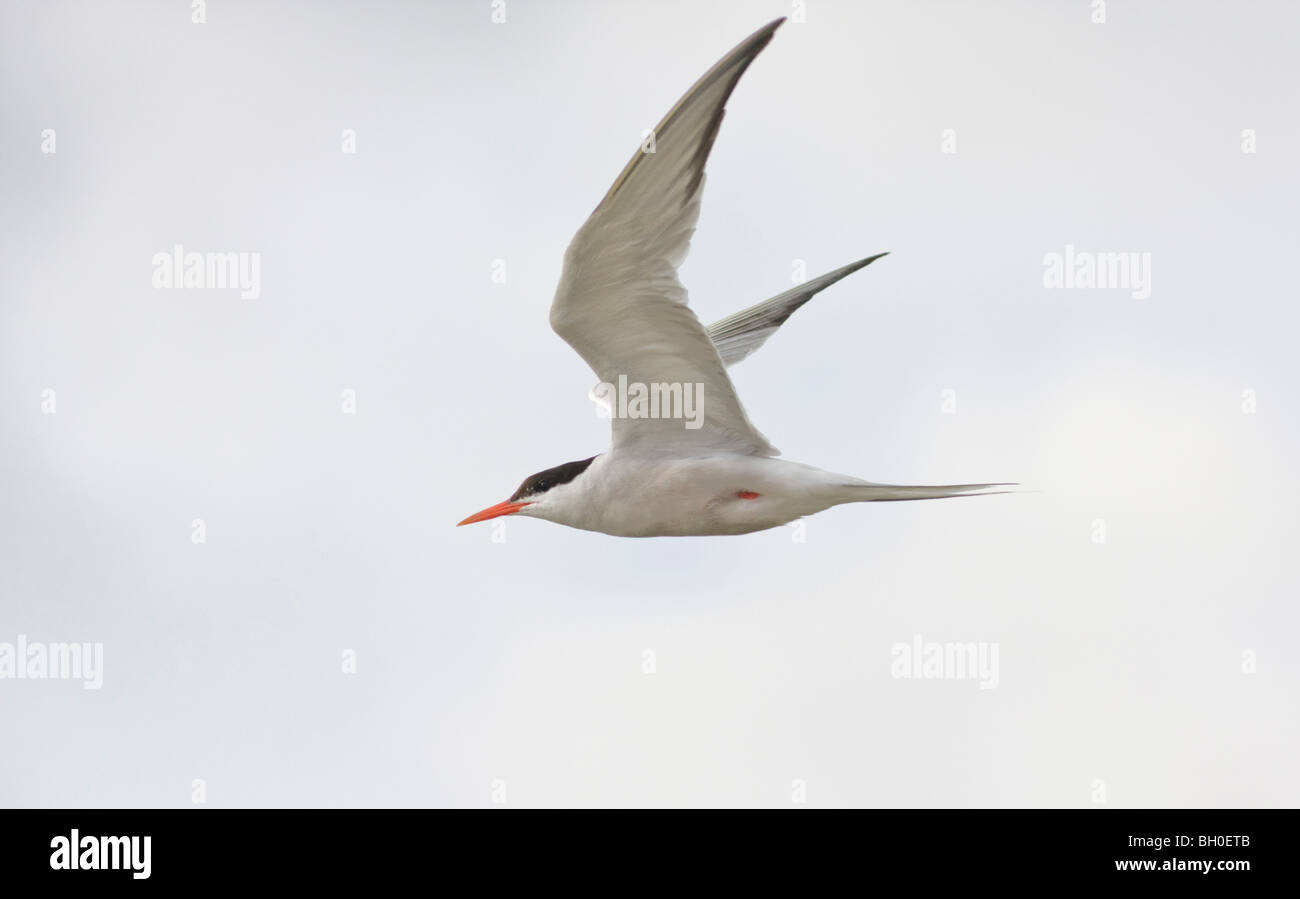Common Tern In Flight Stock Photo - Alamy