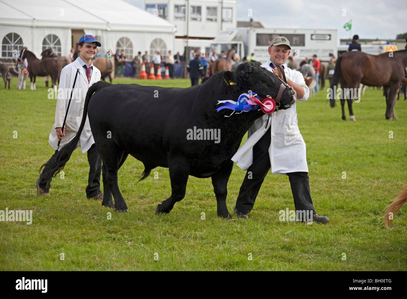 Welsh black bull hi-res stock photography and images - Alamy