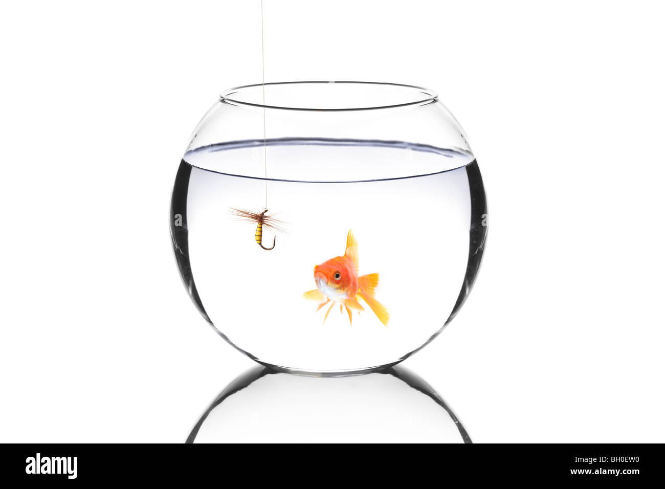 Fishbowl background hi-res stock photography and images - Alamy